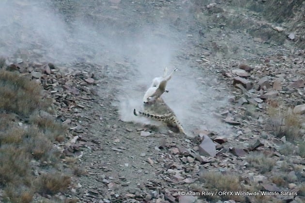 Snow Leopard hunt | Rockjumper Birding Tours